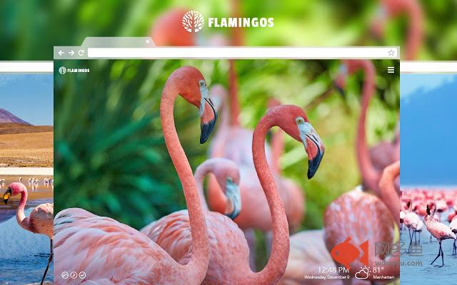 Flamingos HD Wallpaper Theme Chrome插件下载及使用教程 - 网多鱼